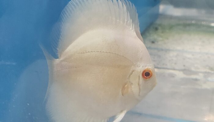 Fresh Water Fish Page 2 – Apet, Inc.