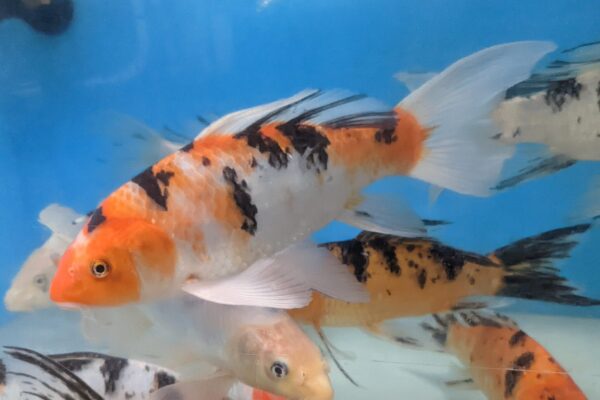 Fresh Water Fish Page 1 – Apet, Inc.