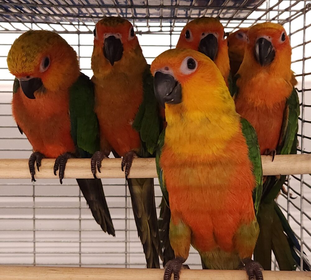 Birds Page 2 – Apet, Inc.