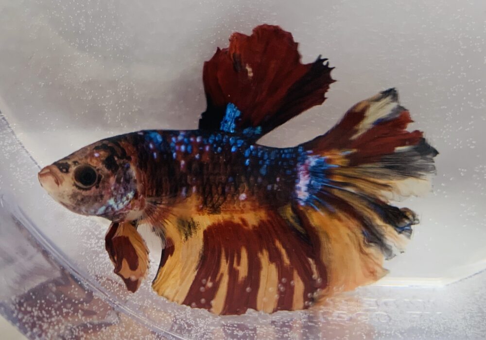 Fresh Water Fish Page 1 – Apet, Inc.