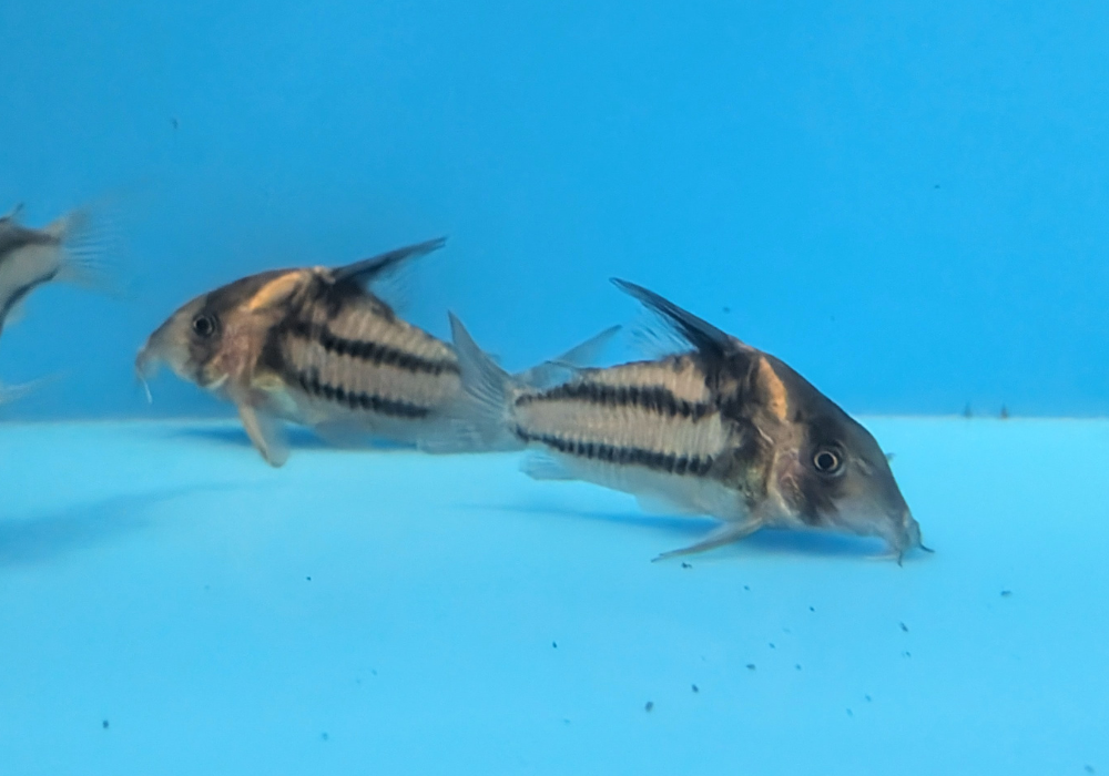Fresh Water Fish Page 1 – Apet, Inc.