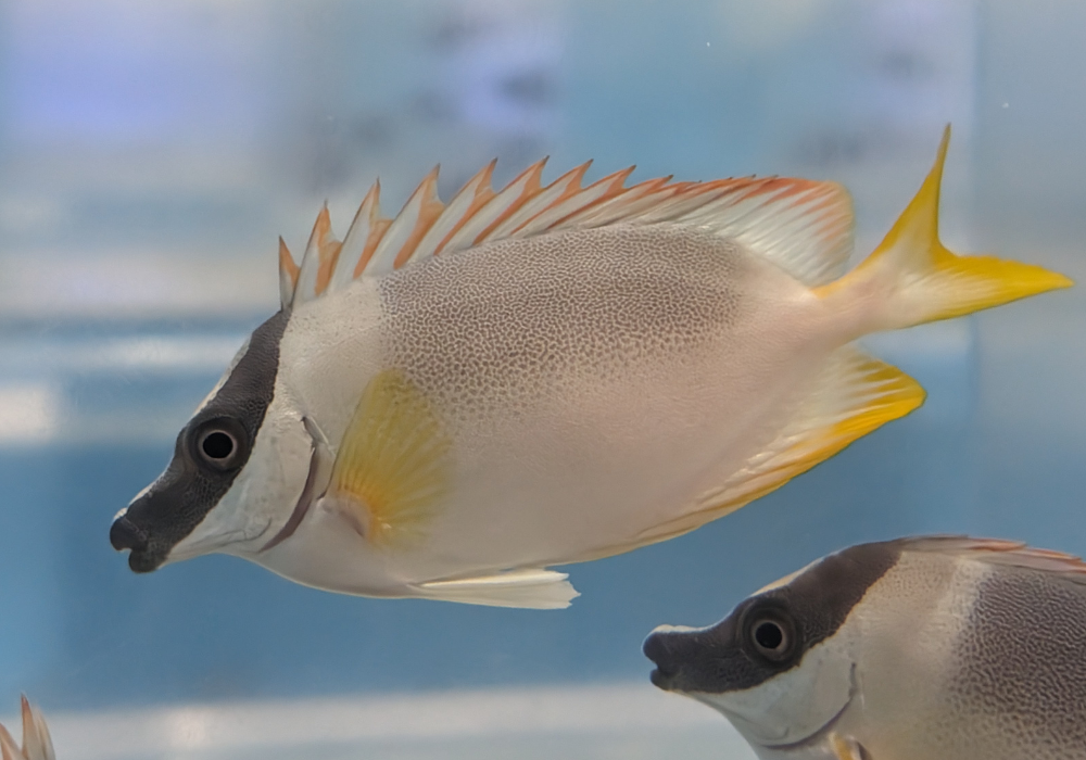 Marine Fish Page 2 – Apet, Inc.