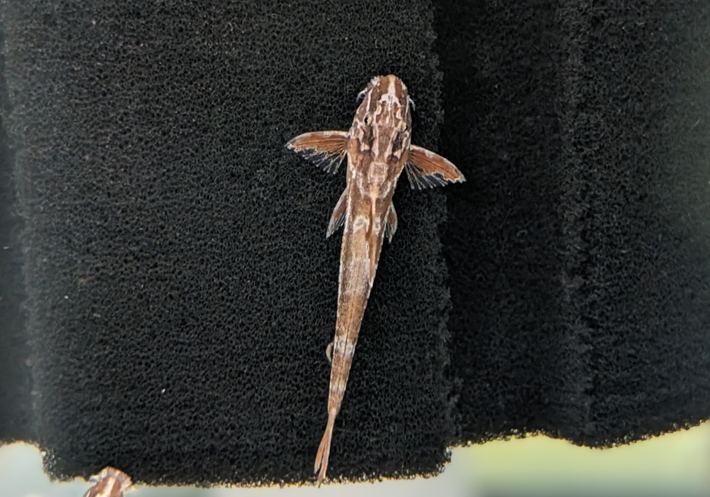 Fresh Water Fish Page 1 – Apet, Inc.