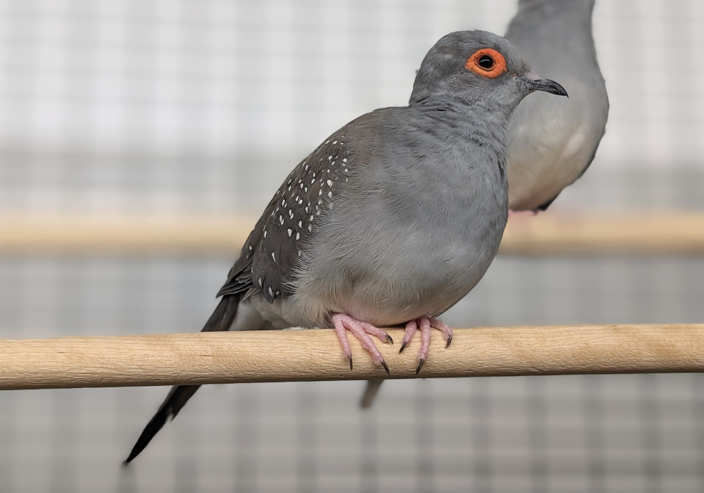 Small Animals and Birds Page 2 – Apet, Inc.