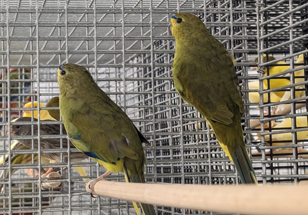 Small Animals and Birds Page 2 – Apet, Inc.