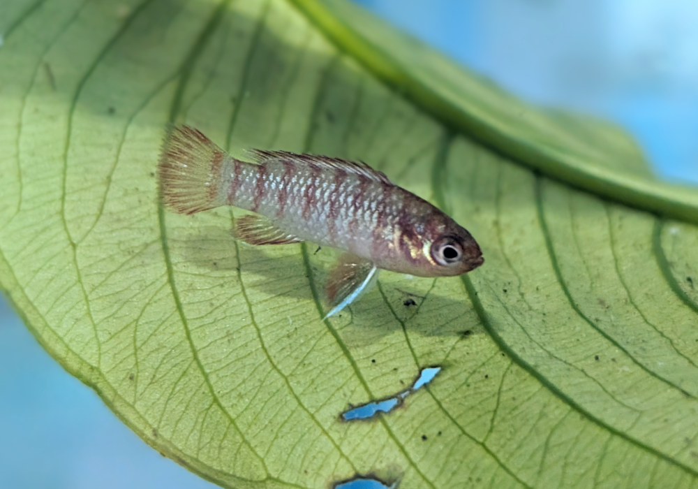 Fresh Water Fish Page 2 – Apet, Inc.